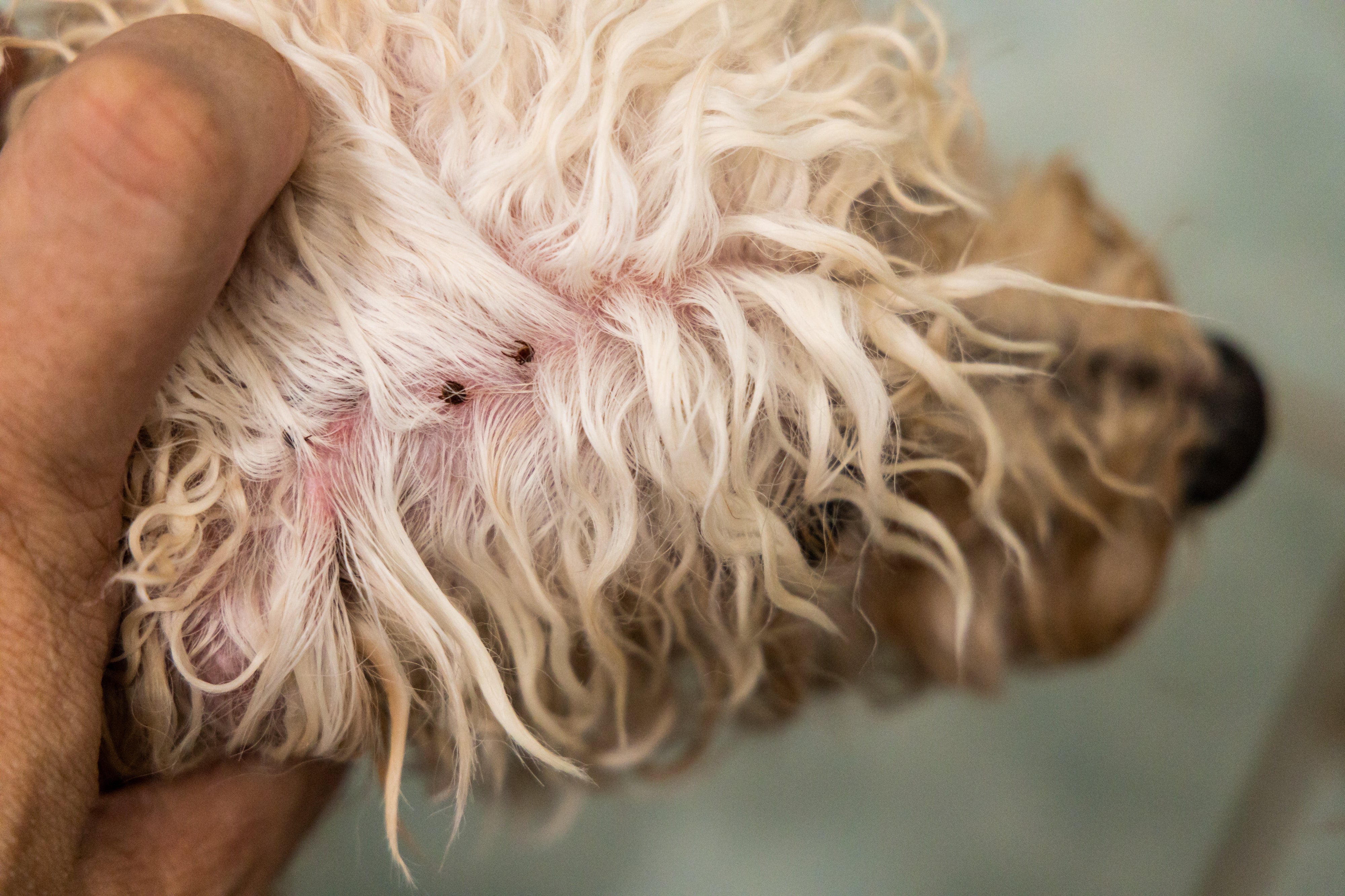 Ticks on dogs: Signs, Removal & Prevention – Harringtons Pet Food