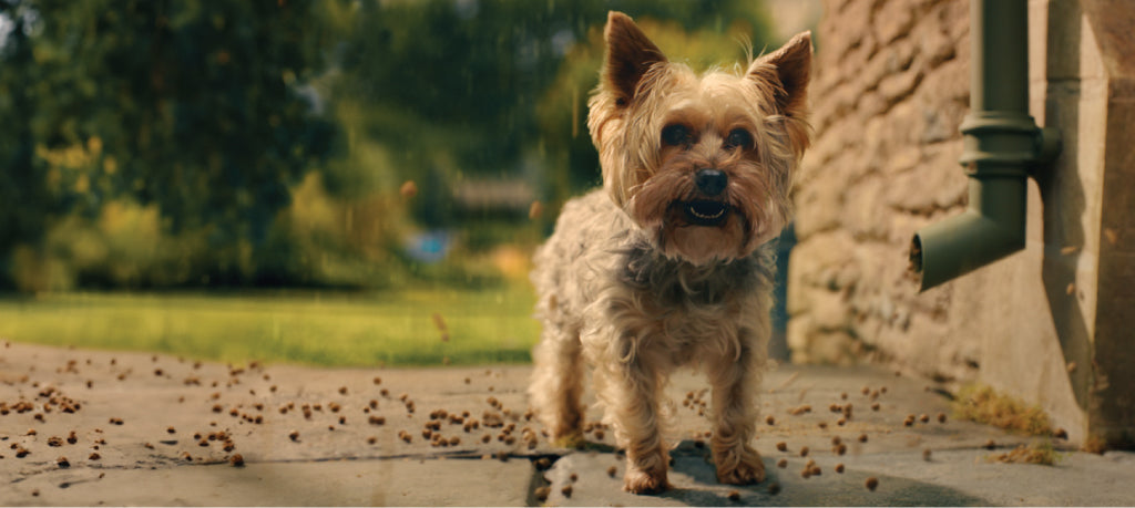 Introducing our brand new advert, with posh nosh at proper prices ...