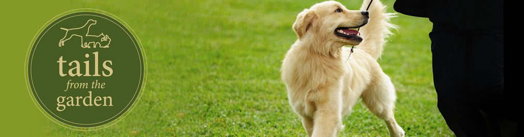 Harringtons and Barbour Dogs at Crufts 2017 - Harringtons – Harringtons ...