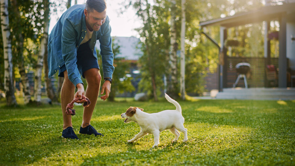 The Right Way to Exercise Your Puppy: A Guide for Pet Owners ...