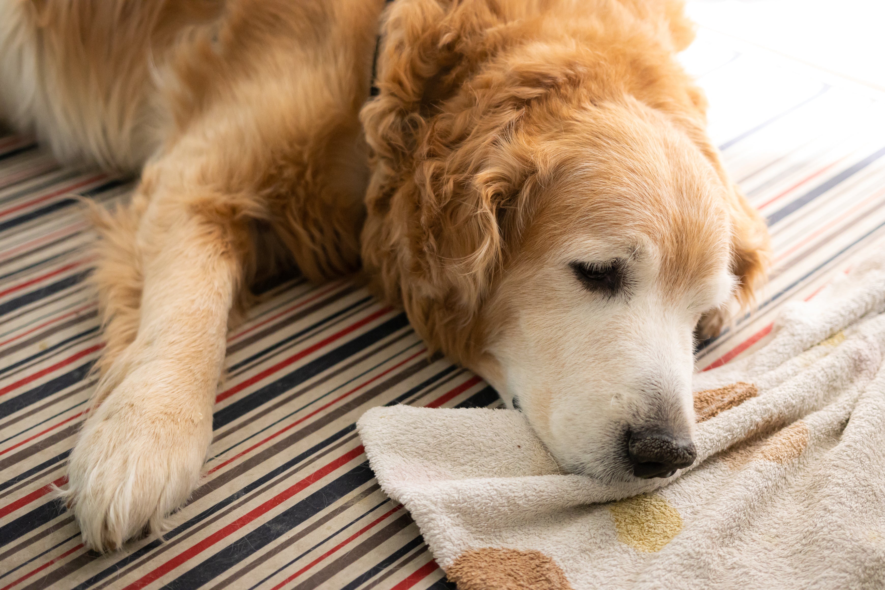 How to Manage Dog Moulting | Harringtons Natural Pet Food – Harringtons ...